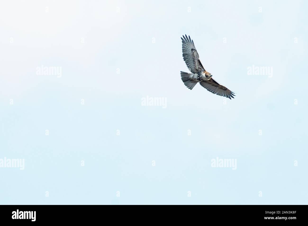 Juvenile red-tailed hawk soaring in sky Stock Photo - Alamy