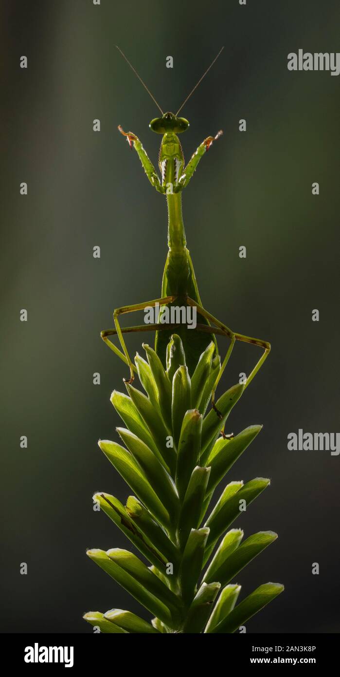 A praying mantis standing on a flower with arms stretched Stock Photo ...