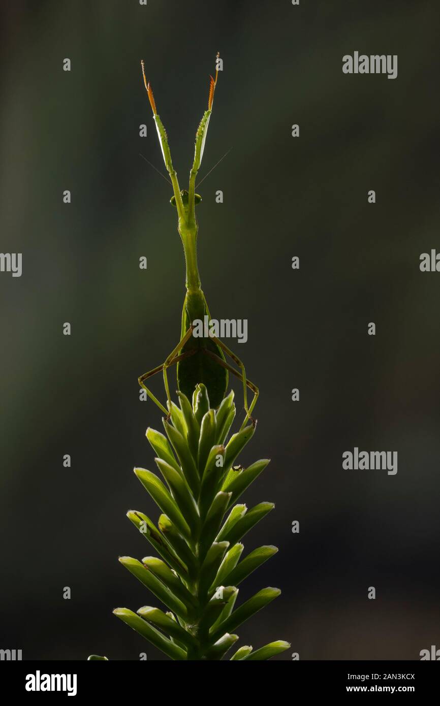 A praying mantis standing on a flower with arms stretched Stock Photo ...