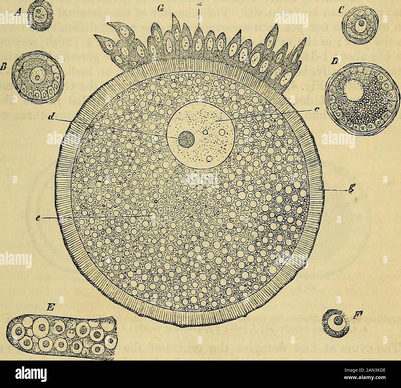 Graafian follicle hi-res stock photography and images - Alamy