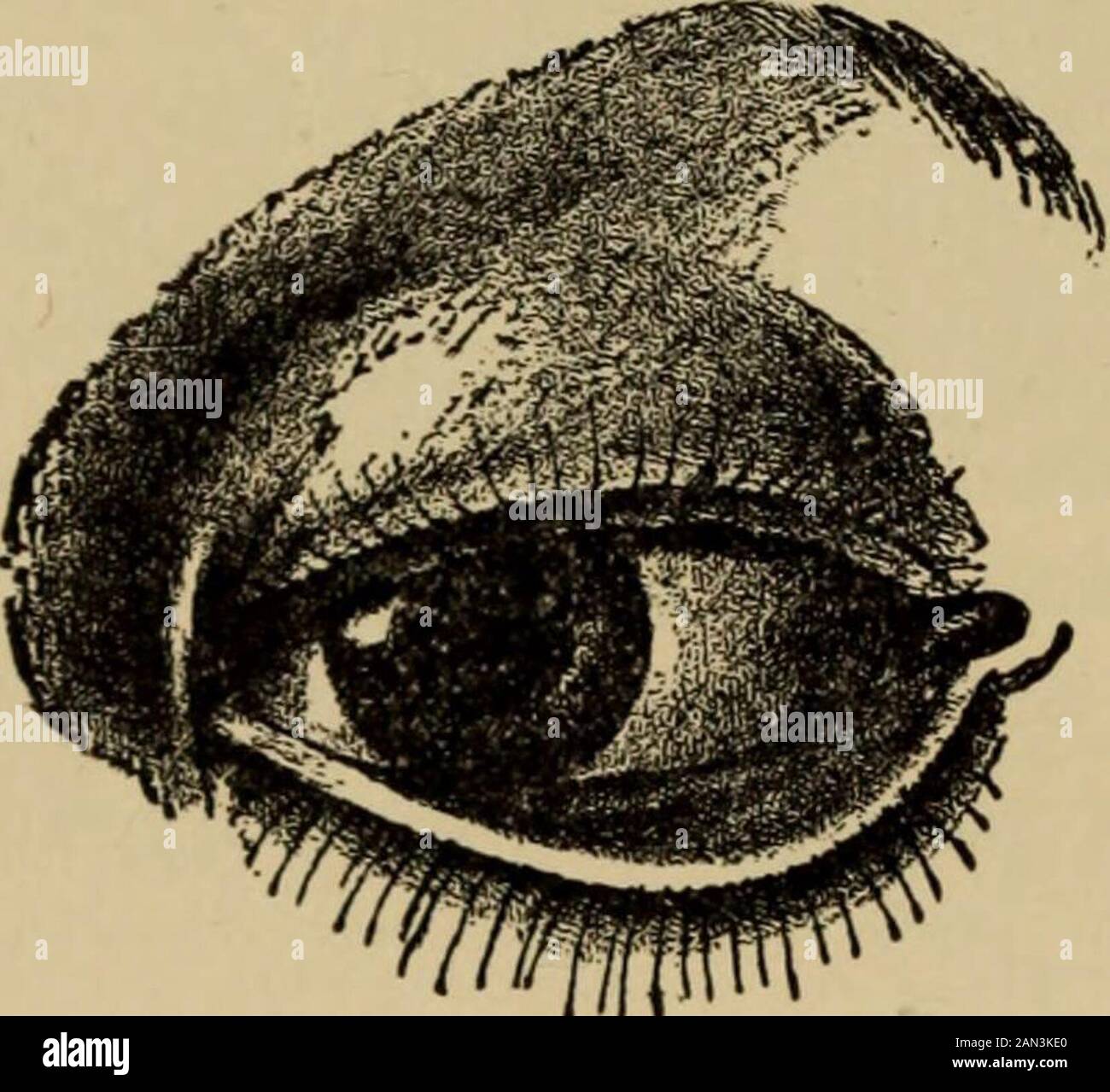 Palpebral conjunctiva hi-res stock photography and images - Alamy