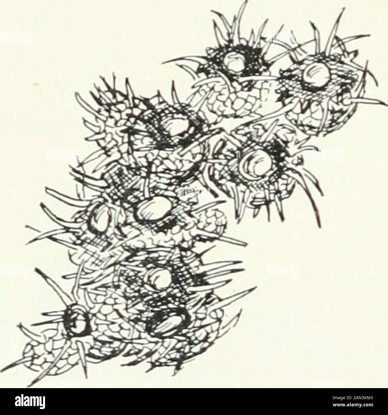 Ostiole High Resolution Stock Photography and Images - Alamy