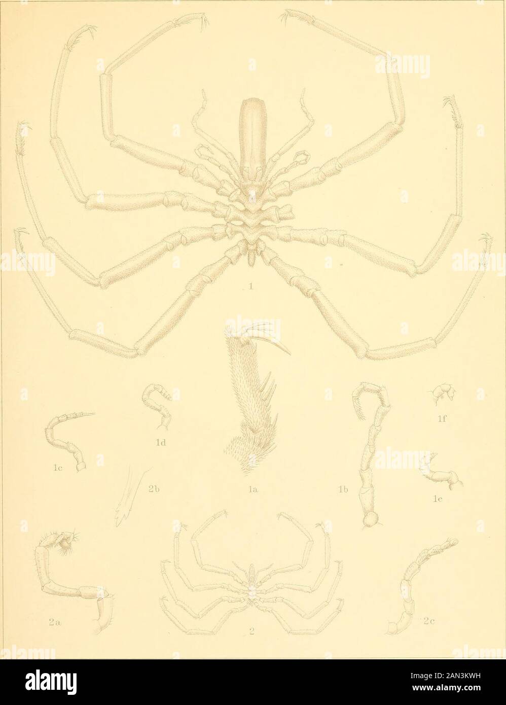 Pycnogonida hi-res stock photography and images - Alamy