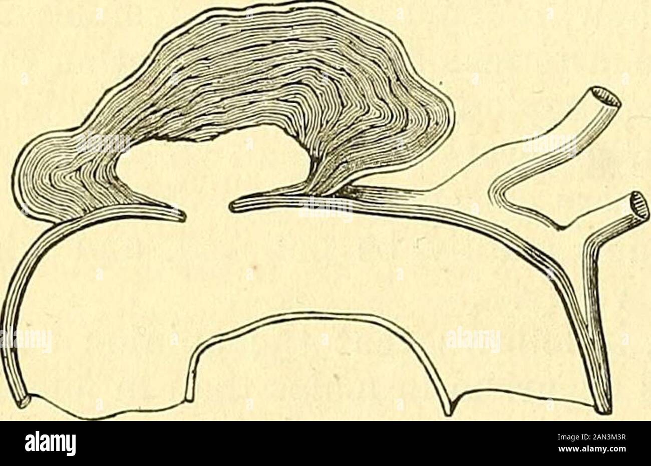 Sacculated hi-res stock photography and images - Alamy