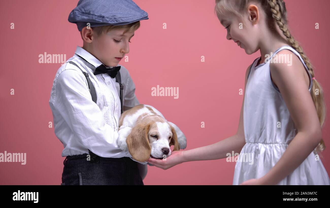Little boy holding puppy, girl feeding dog from open palm, animals love ...
