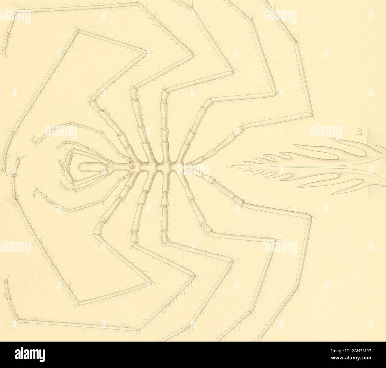 Pycnogonida hi-res stock photography and images - Alamy