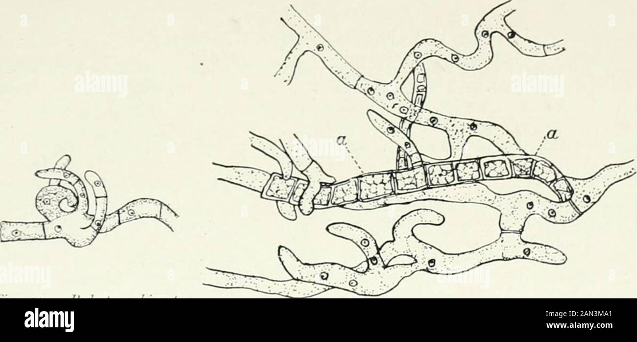 Perithecium of sordaria hi-res stock photography and images - Alamy