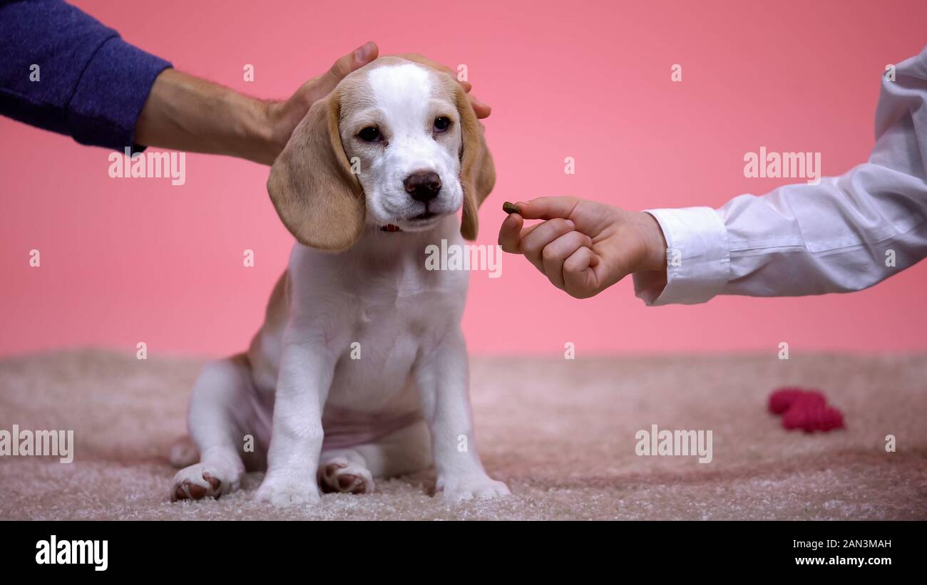 Father and son feeding beagle dog from hand stroking new family pet ...