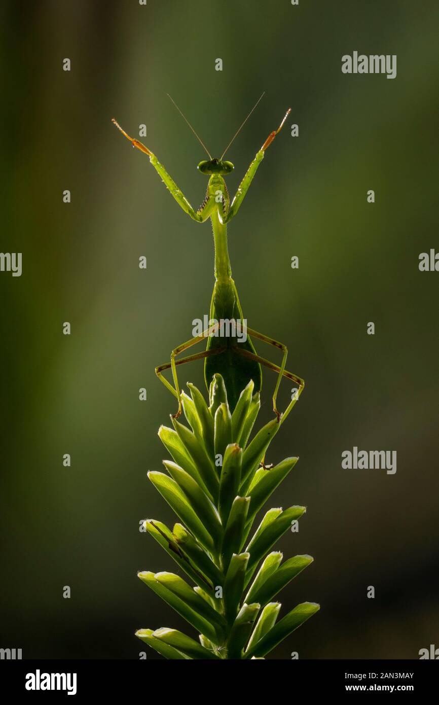 A praying mantis standing on a flower with arms stretched Stock Photo ...