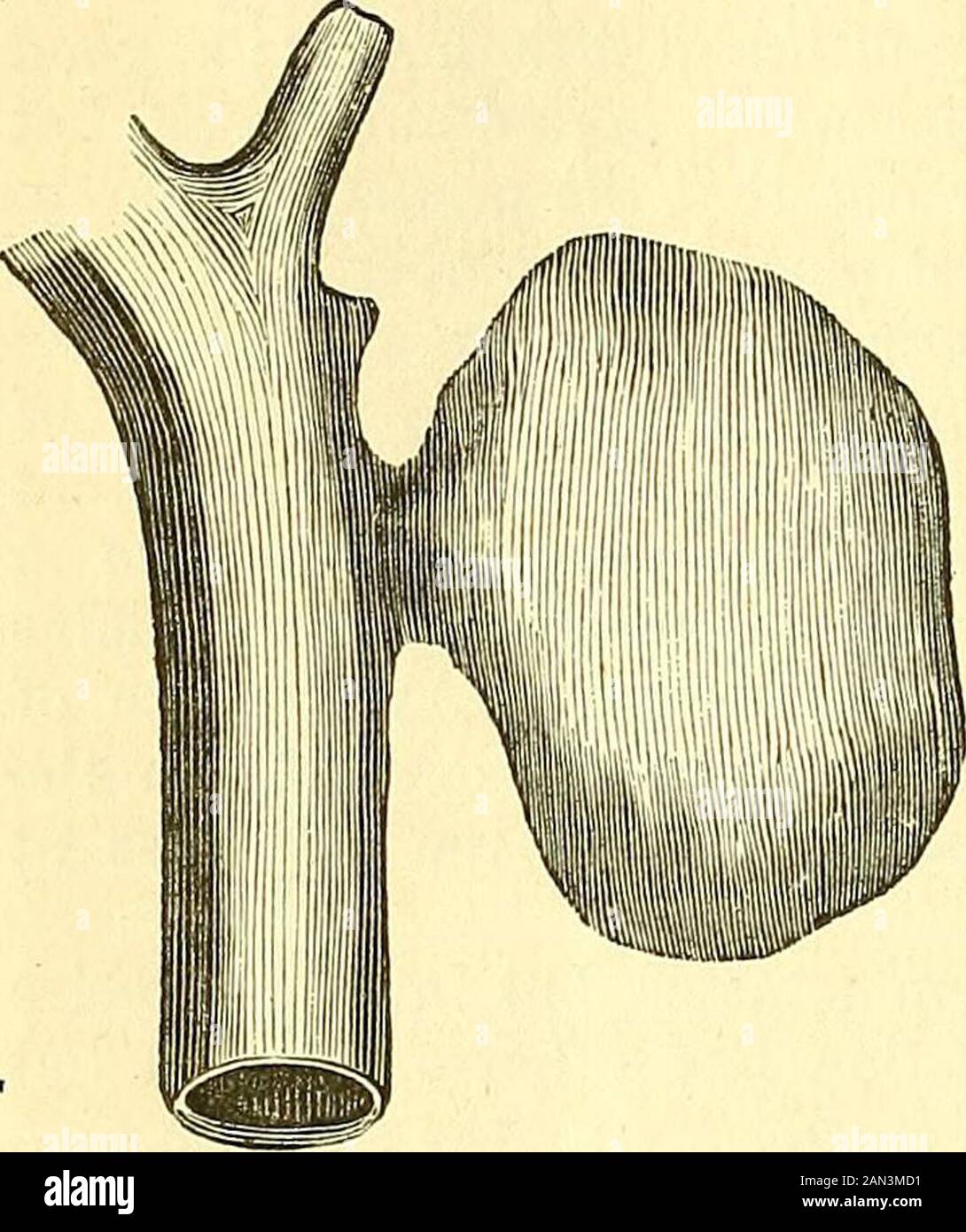 Ovoidal forms hi-res stock photography and images - Alamy