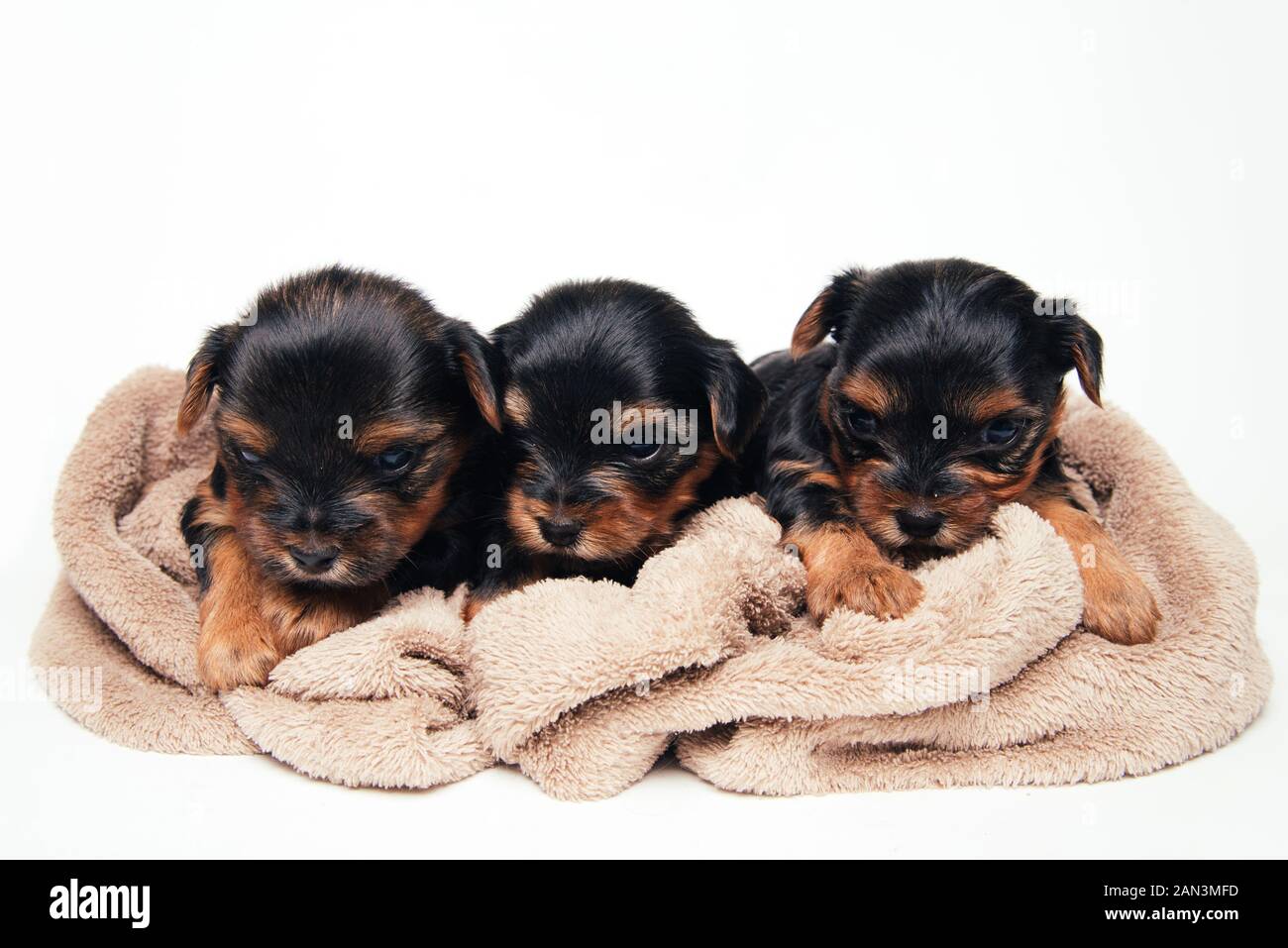 Cute three pupies yorkshire terrier lie on soft litter. Family of cute ...