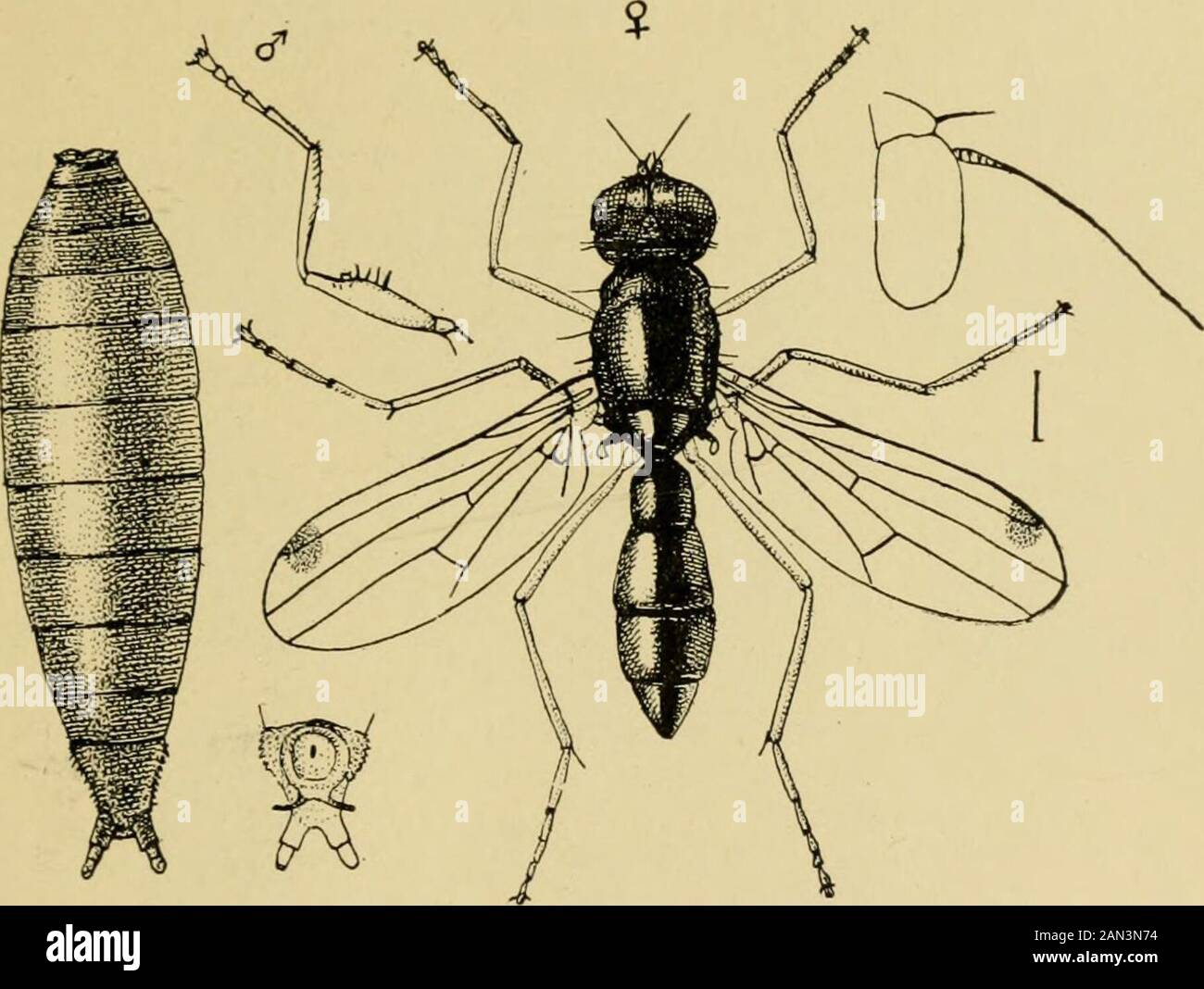 Handbook of medical entomology . 169. Lateral and dorsal aspects of the ...