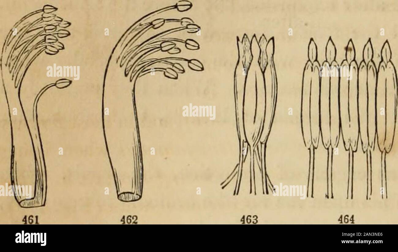 Introduction to structural and systematic botany, and vegetable ...