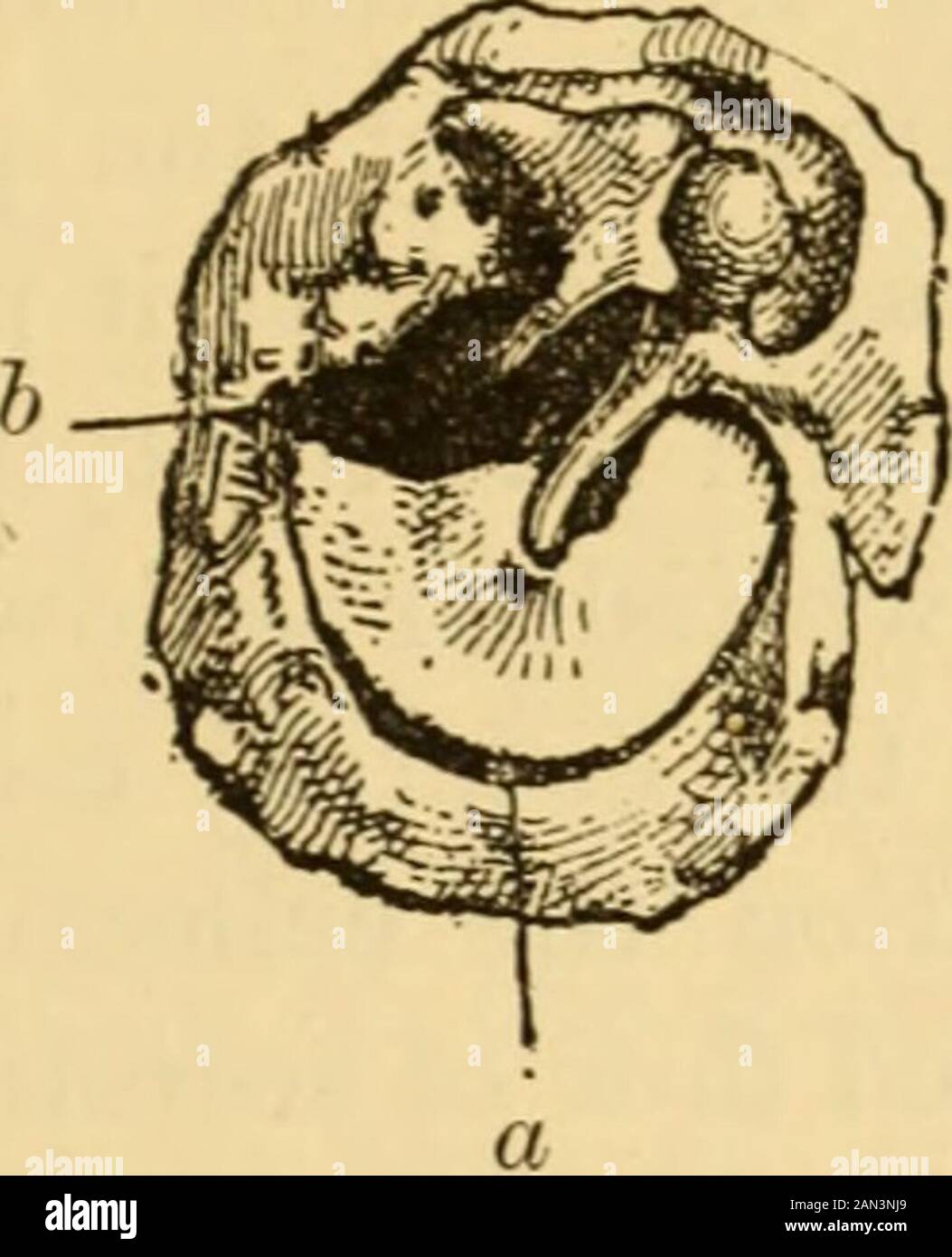 A text-book of the diseases of the ear and adjacent organs . Fig. 222 ...