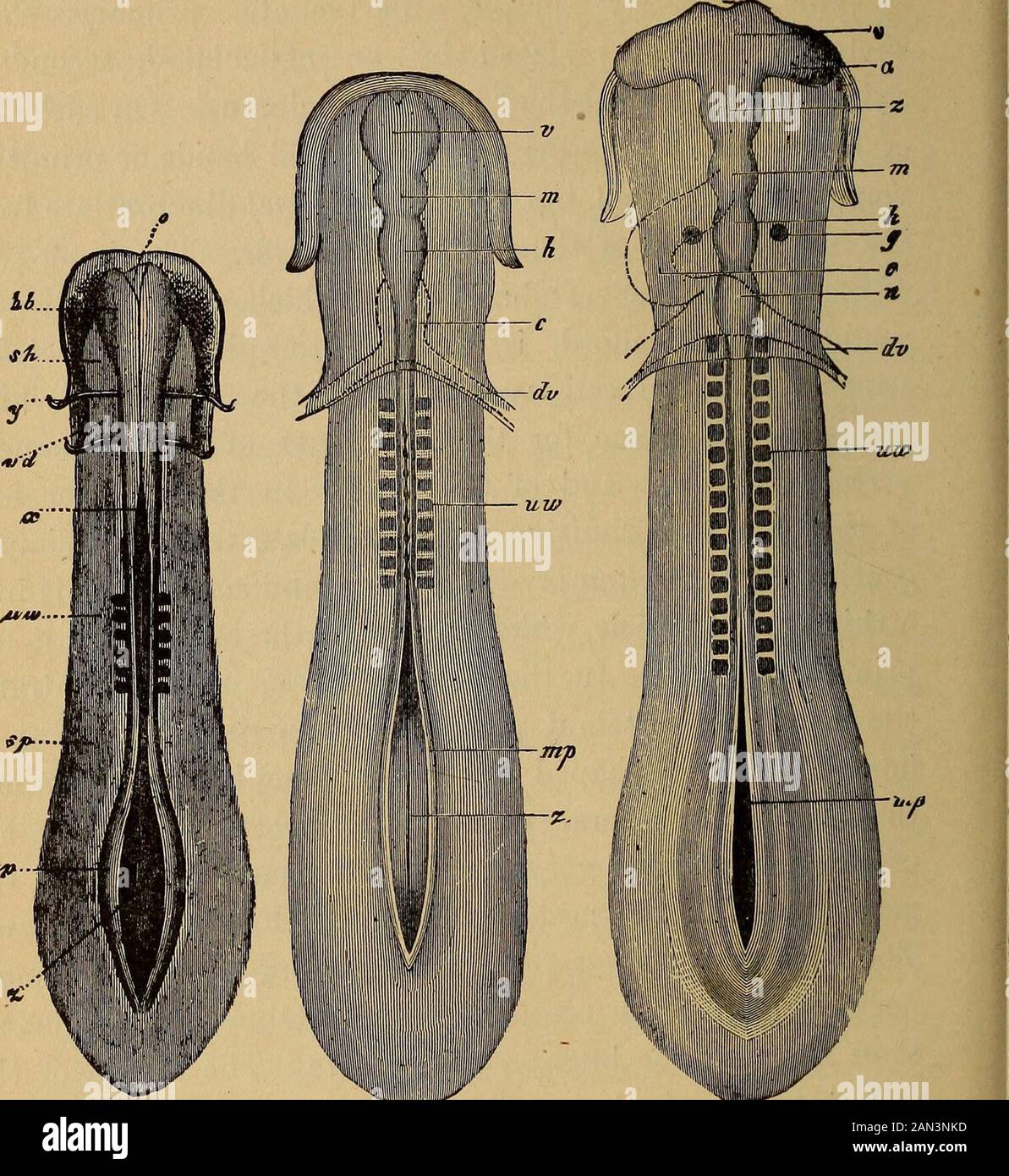 The evolution of man: a popular exposition of the principal points of ...