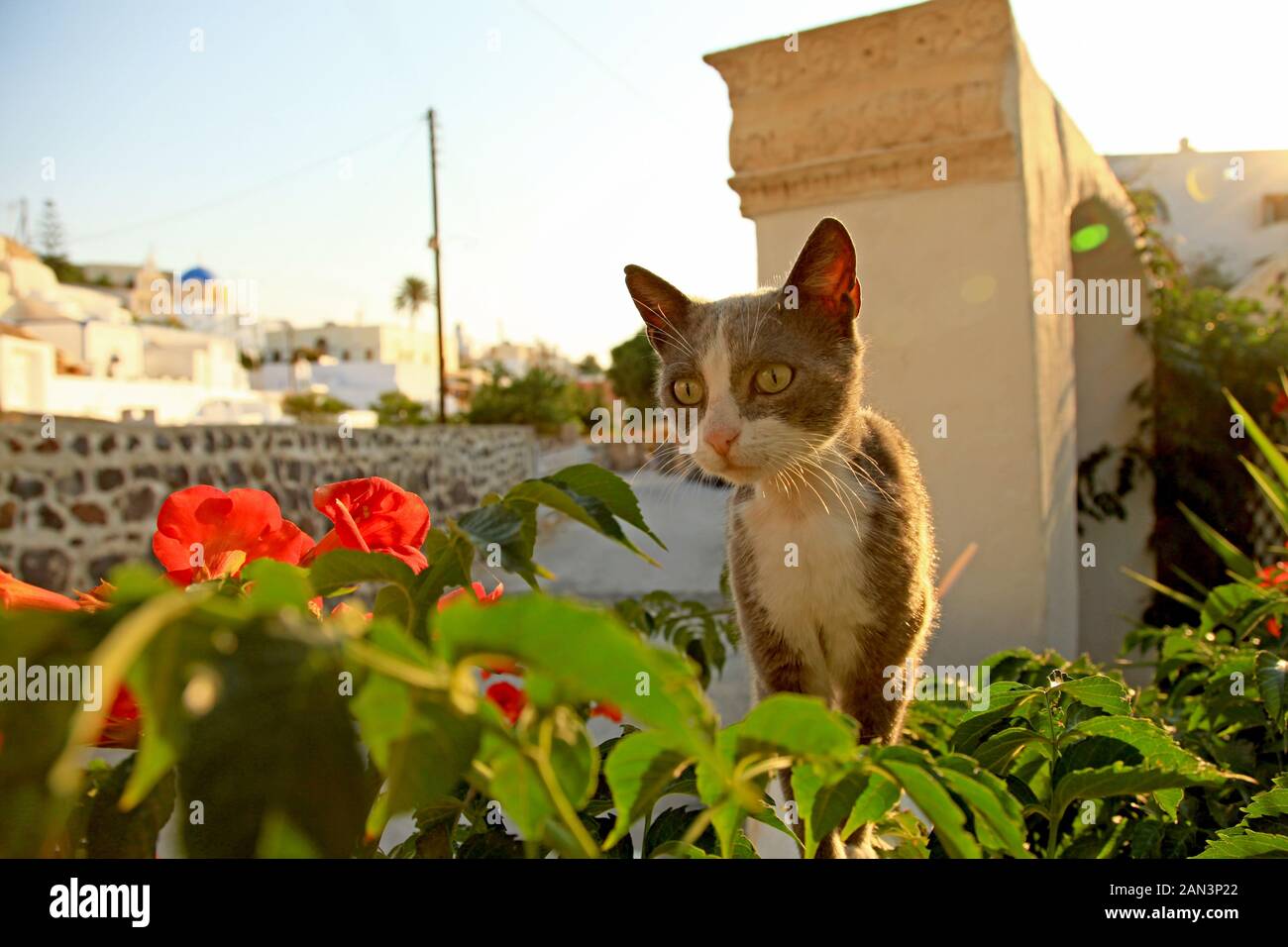 Oia cat hi-res stock photography and images - Alamy