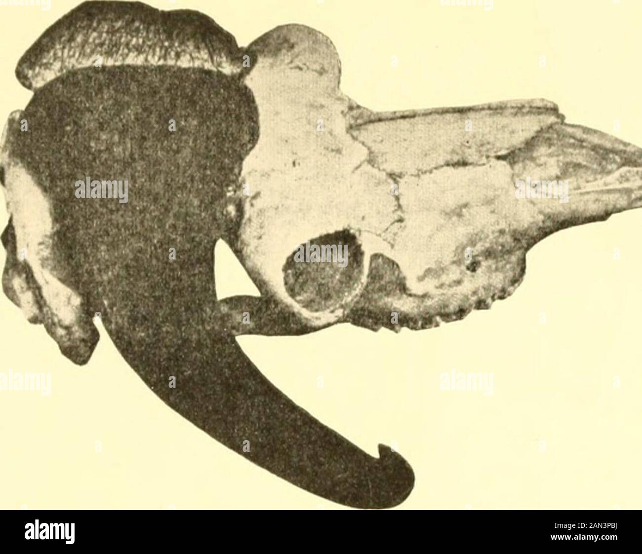 Musk-ox, bison, sheep and goat . SKULL OF THE BARREN GROUND MUSK-OX—(Ow ...