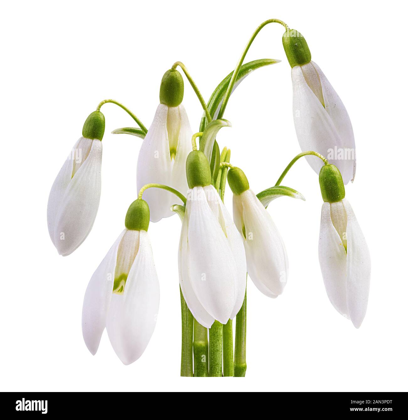 snowdrop isolated on white background Stock Photo - Alamy