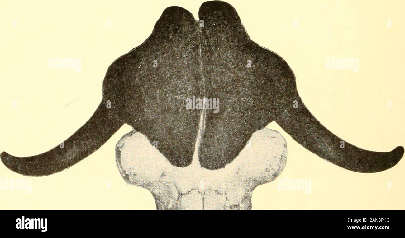 Musk-ox, bison, sheep and goat . SKULL OF THE EAST GREENLAND y[JSK-OX ...