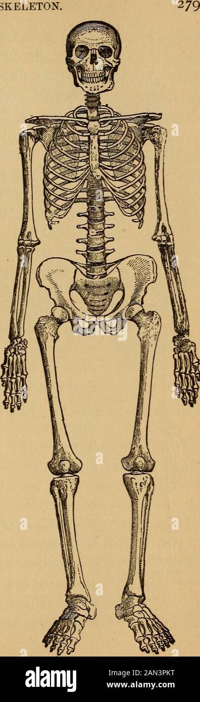 Modified limbs hi-res stock photography and images - Alamy