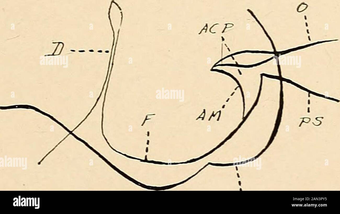 Anterior cranial fossa hi-res stock photography and images - Alamy