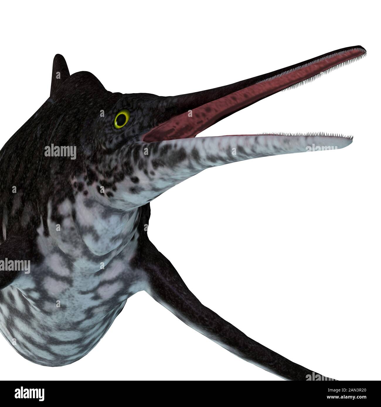 Shonisaurus hi-res stock photography and images - Alamy