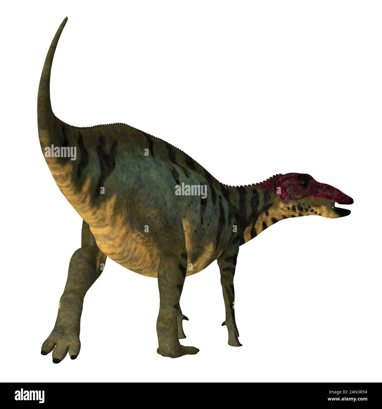 Shuangmiaosaurus was an iguanodon herbivore dinosaur that lived during ...