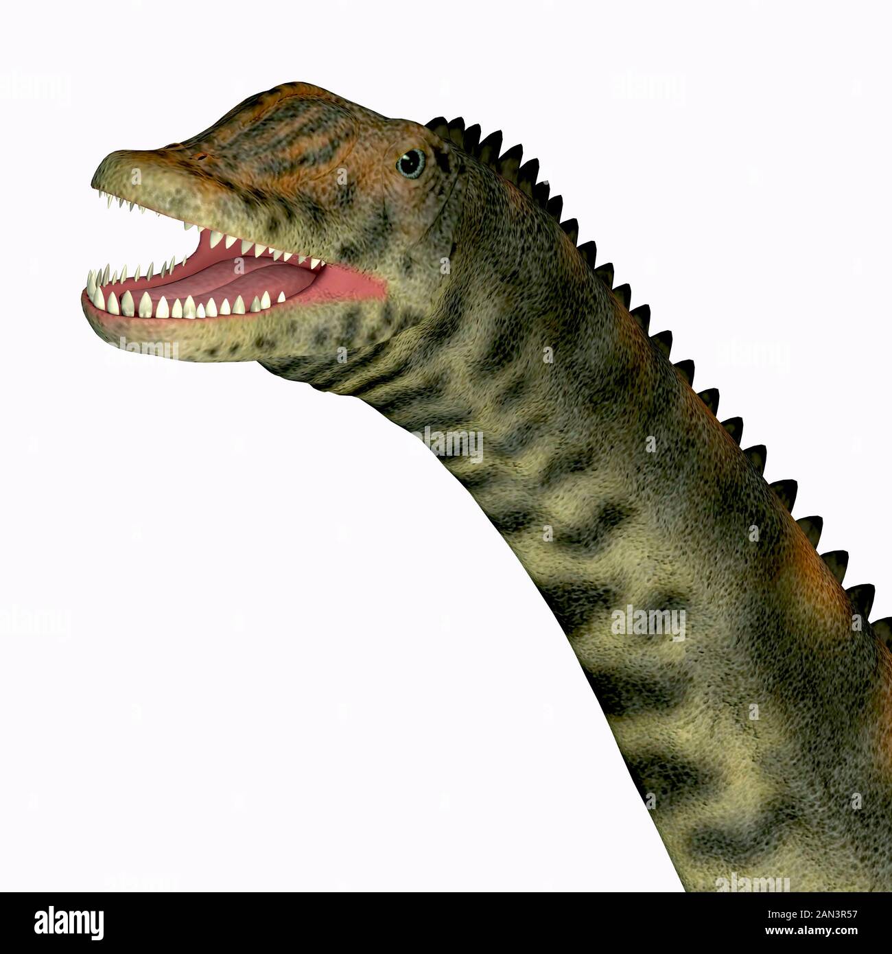 Spinophorosaurus was a herbivorous sauropod dinosaur that lived in the ...