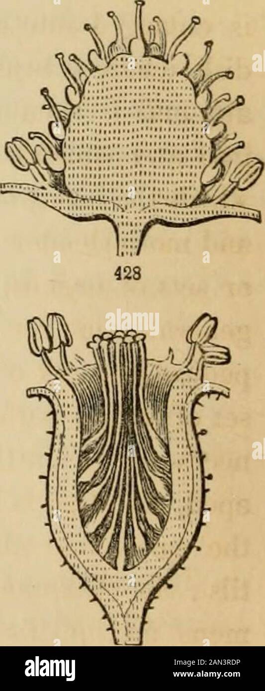 Introduction to structural and systematic botany, and vegetable ...