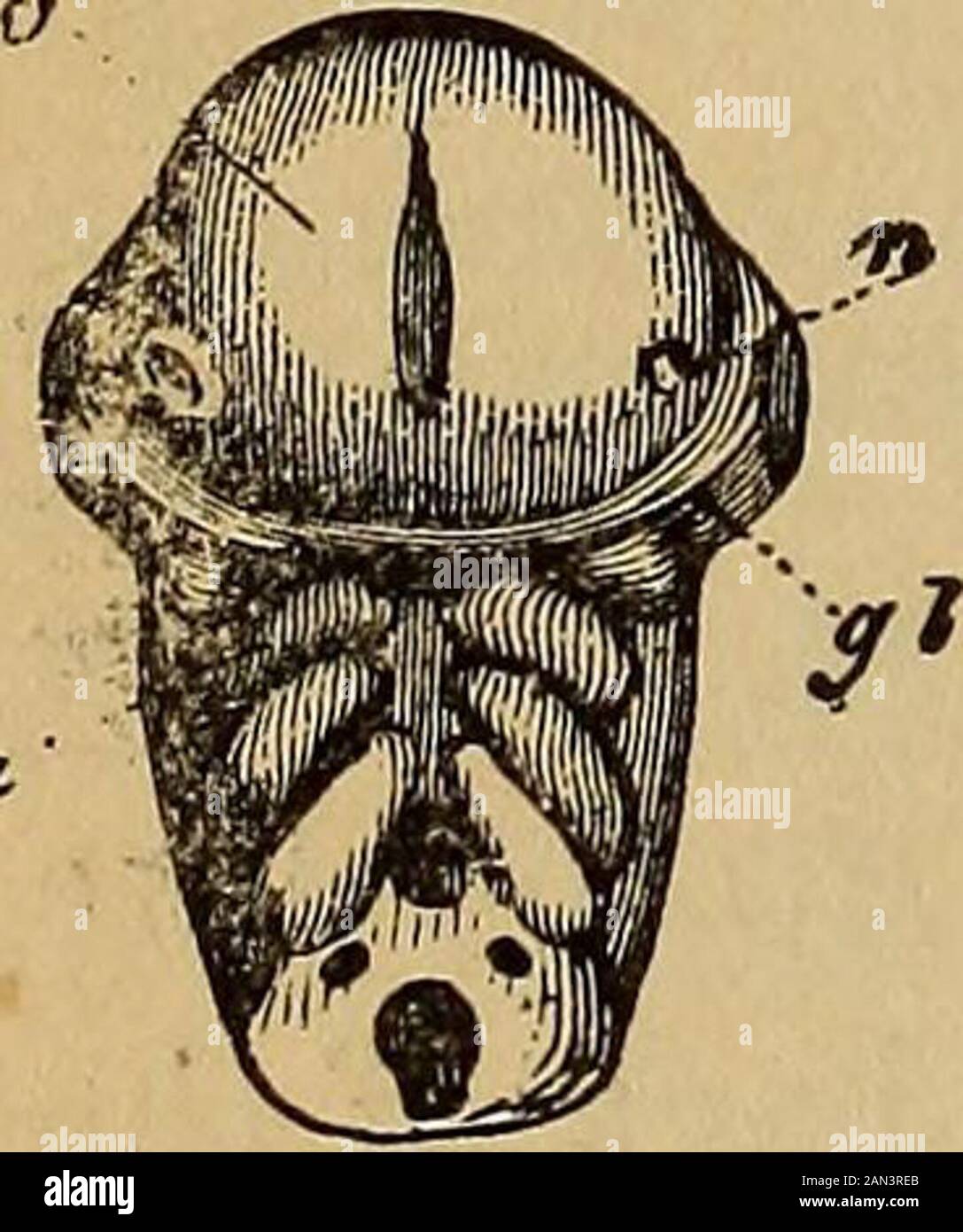 The evolution of man: a popular exposition of the principal points of ...