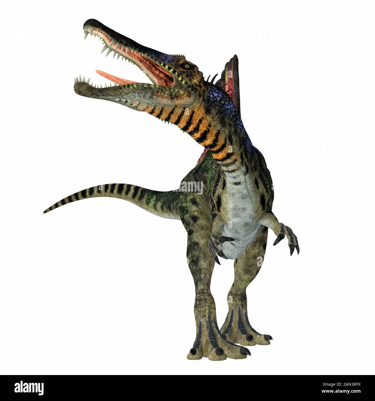 Spinosaurus was a carnivorous dinosaur that hunted in Africa during the ...