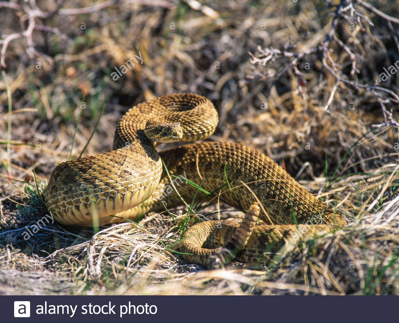 Prairie Rattlesnake Crotalus Viridis Viridis High Resolution Stock ...