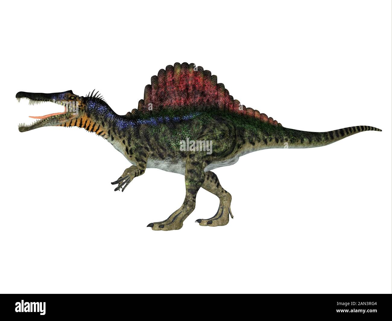 Spinosaurus was a carnivorous dinosaur that hunted in Africa during the ...
