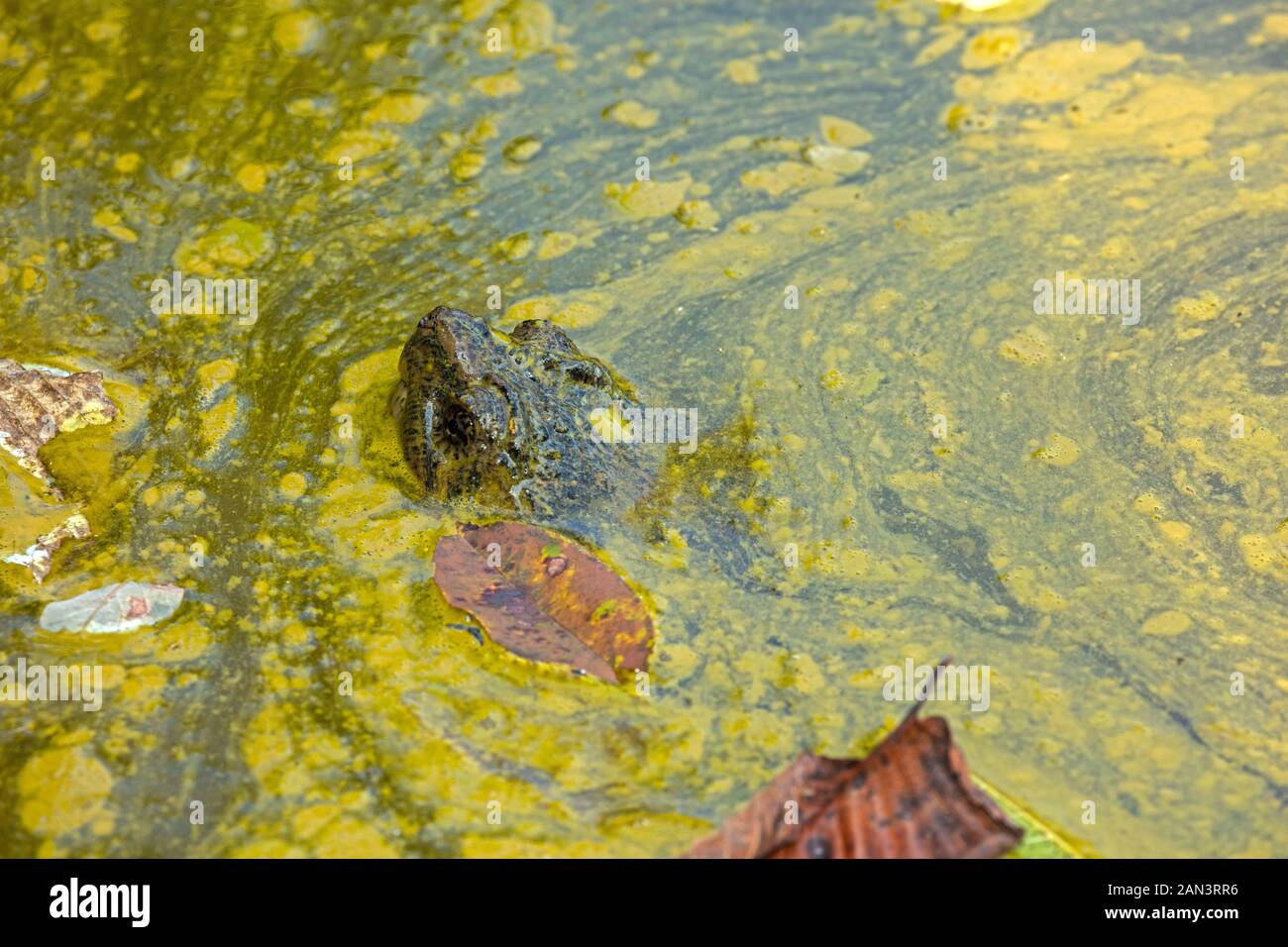 snapping turtle, Chelydra serpentina, and algal bloom,Cyanobacteria, "blue-green algae ...