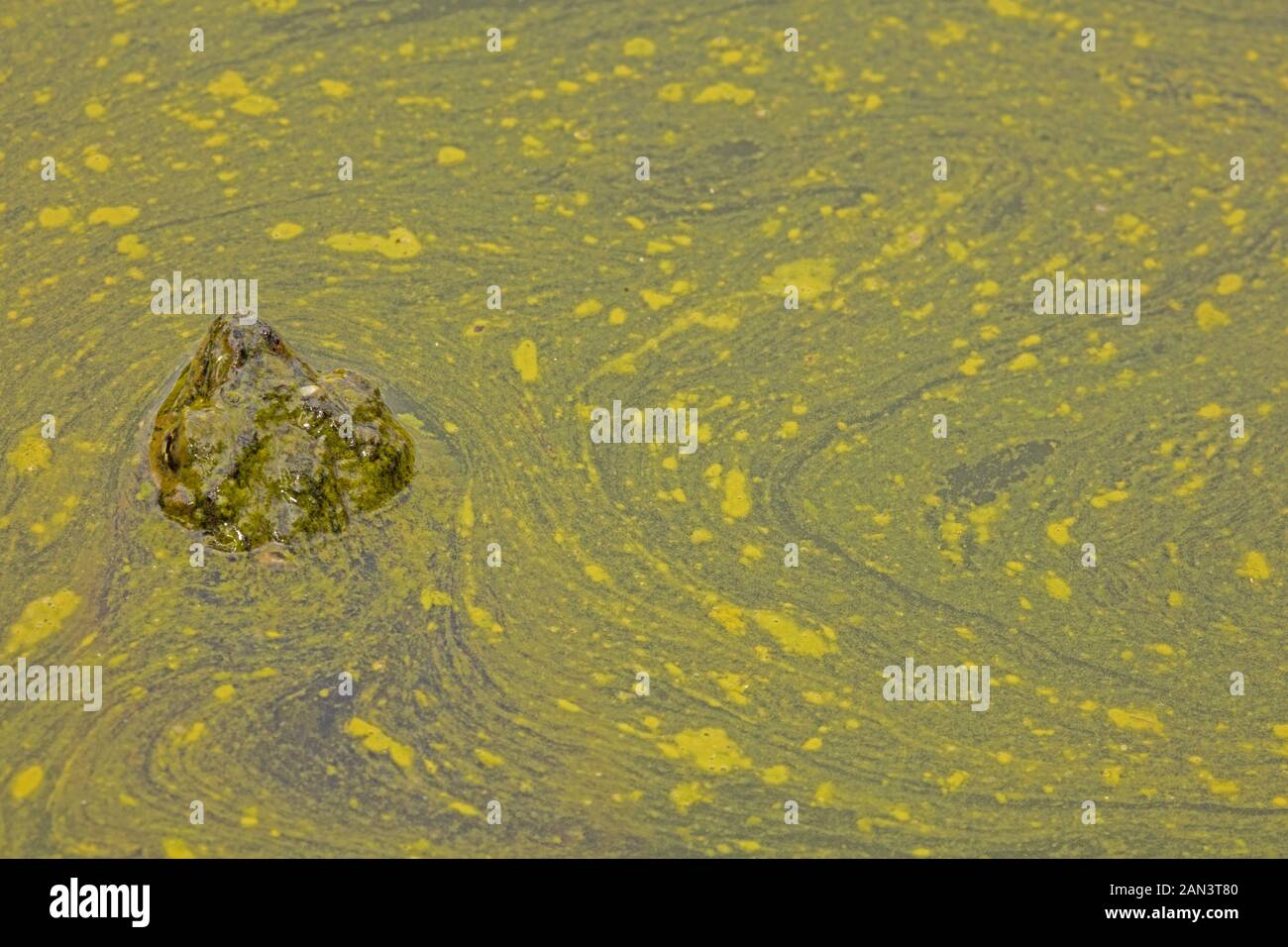 snapping turtle, Chelydra serpentina, and algal bloom,Cyanobacteria ...