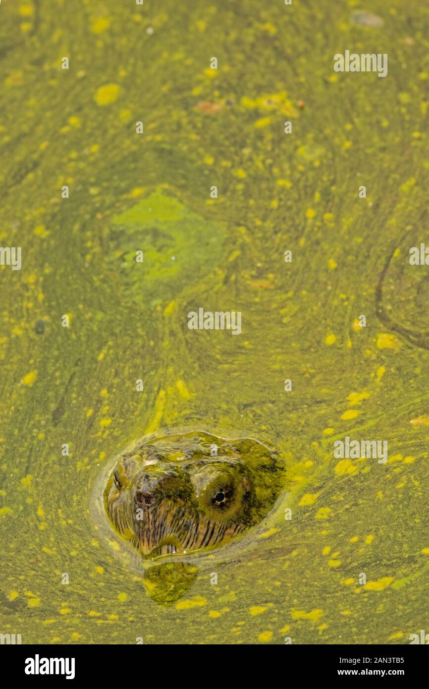 snapping turtle, Chelydra serpentina, and algal bloom,Cyanobacteria ...