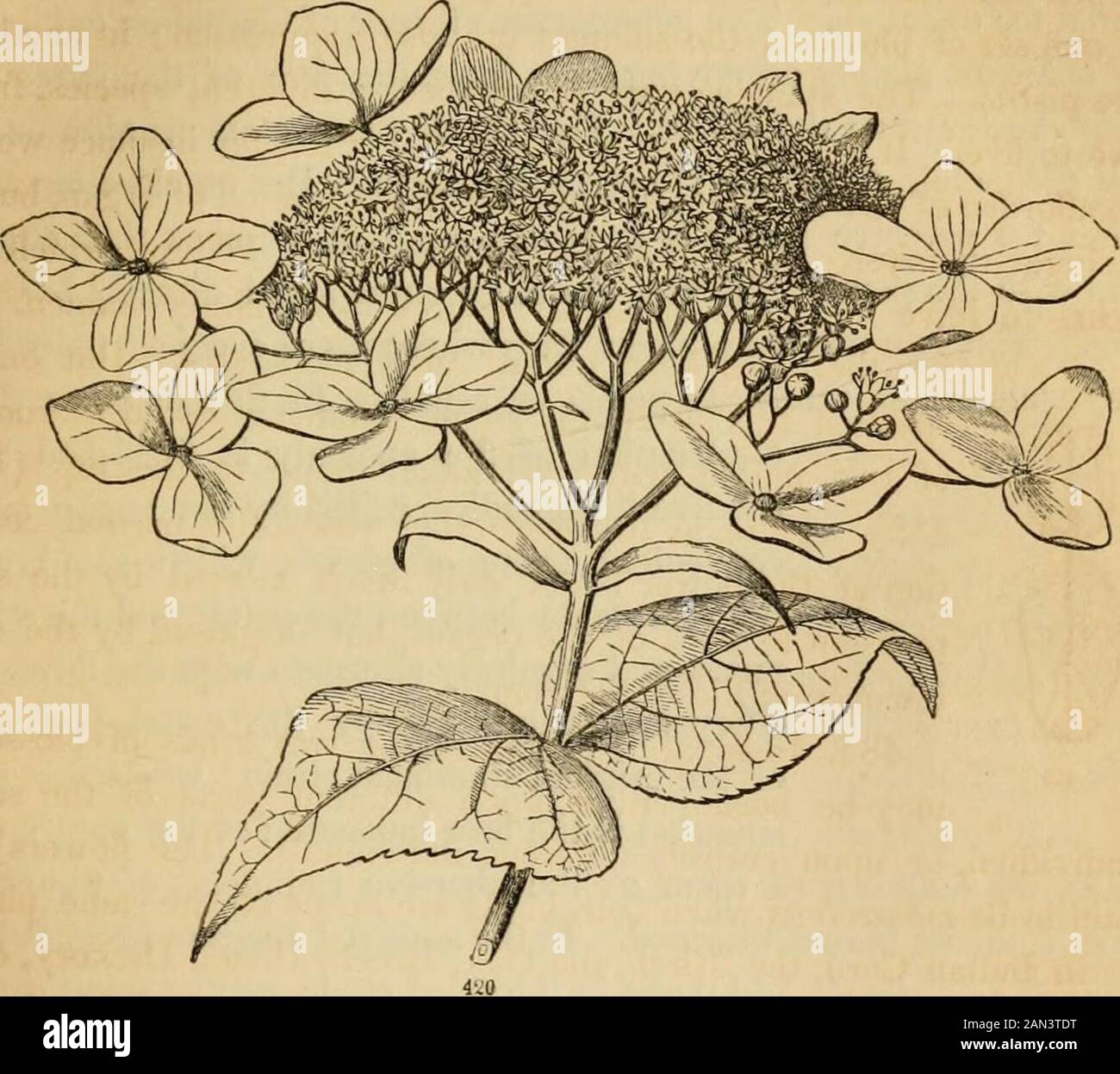 Introduction to structural and systematic botany, and vegetable ...