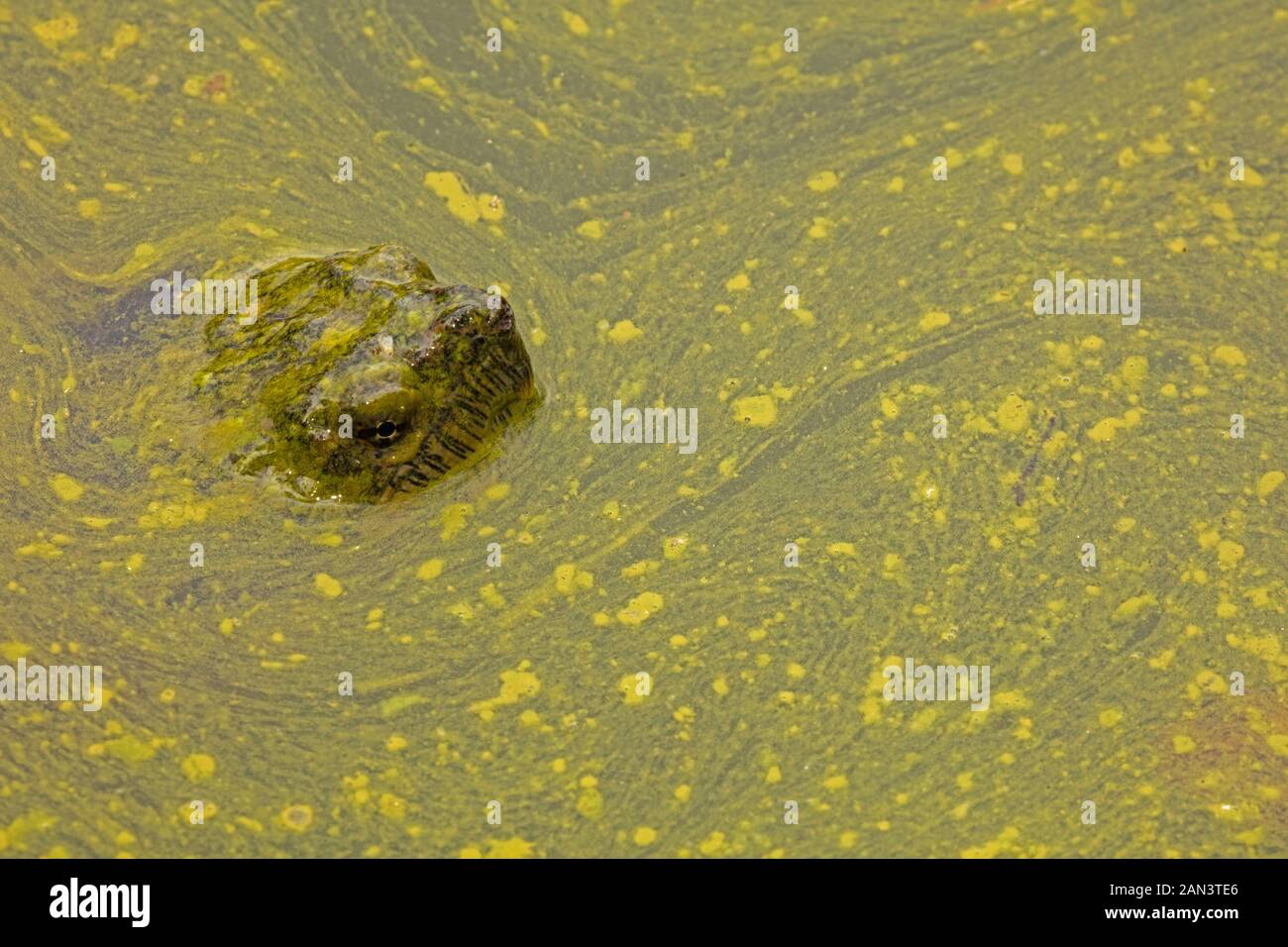 snapping turtle, Chelydra serpentina, and algal bloom,Cyanobacteria ...