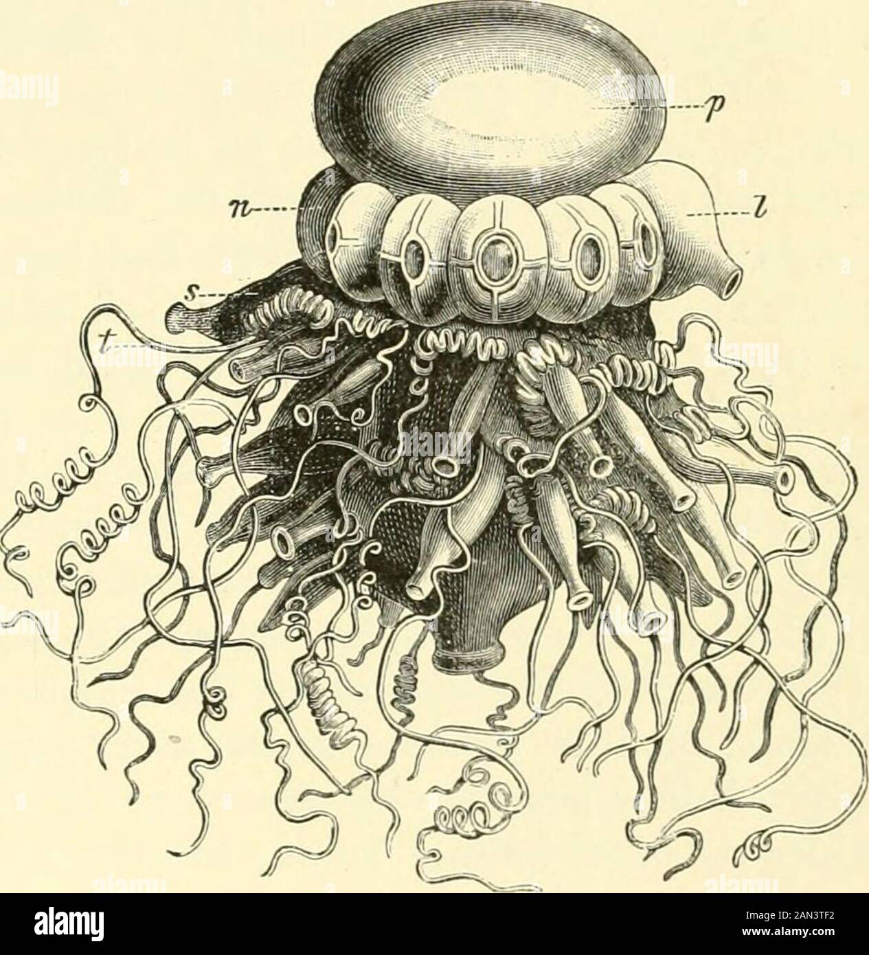 Several larval forms hi-res stock photography and images - Alamy