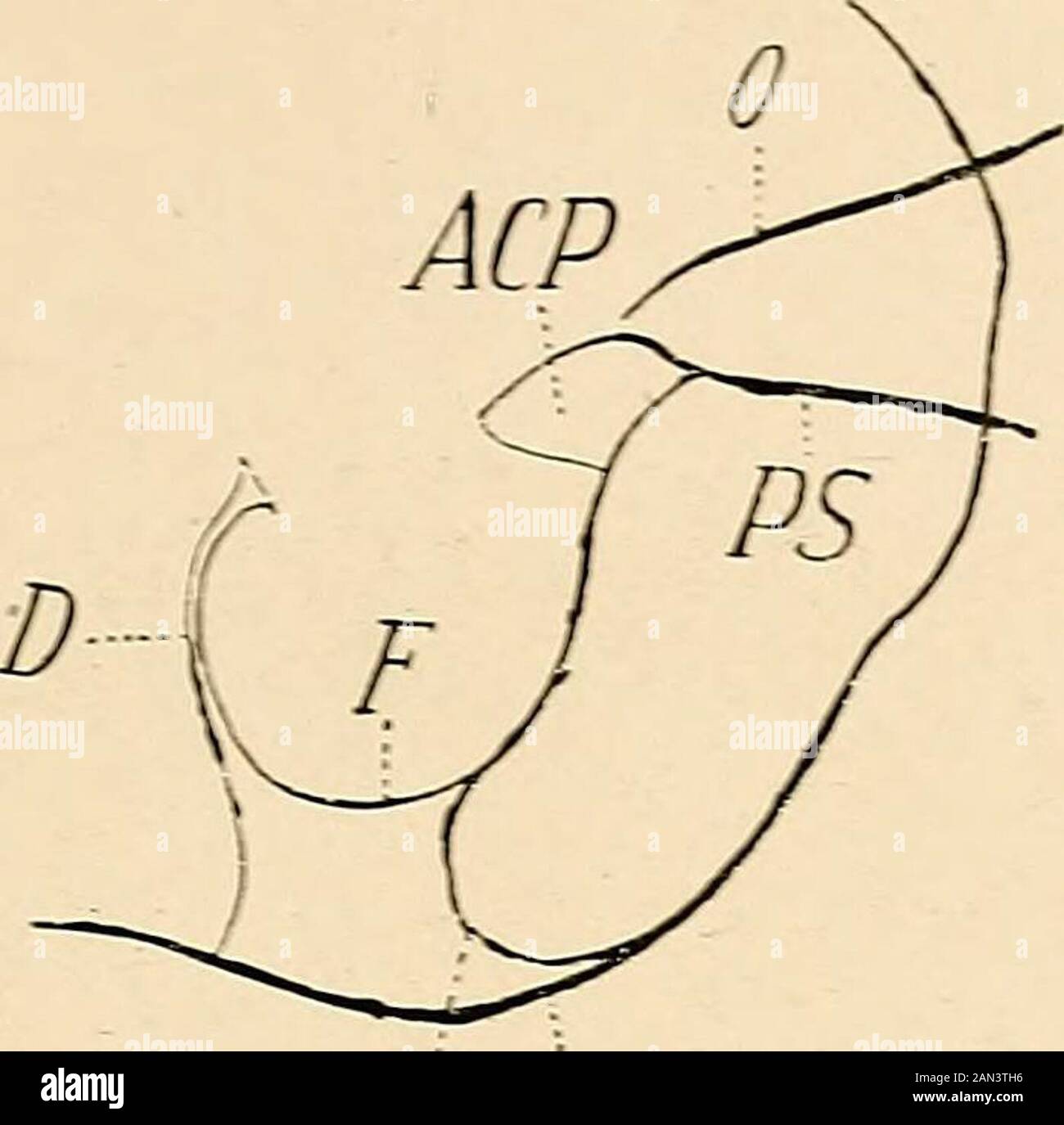 Sphenoidal sinus hi-res stock photography and images - Alamy