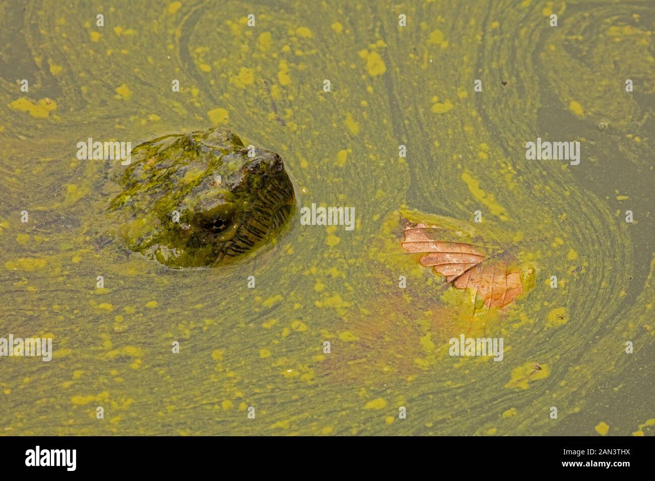 snapping turtle, Chelydra serpentina, and algal bloom,Cyanobacteria ...