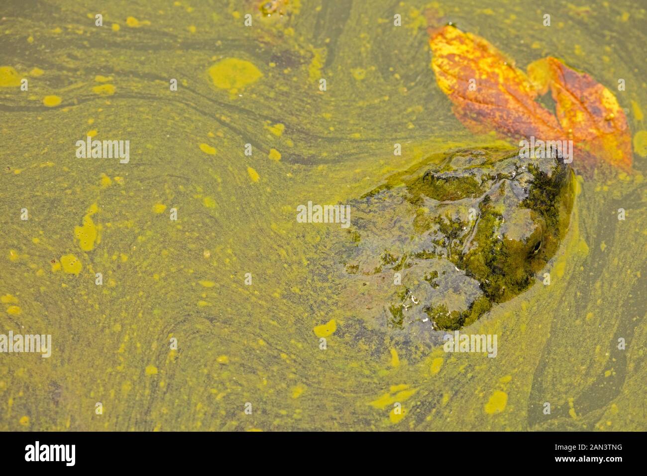 snapping turtle, Chelydra serpentina, and algal bloom,Cyanobacteria ...