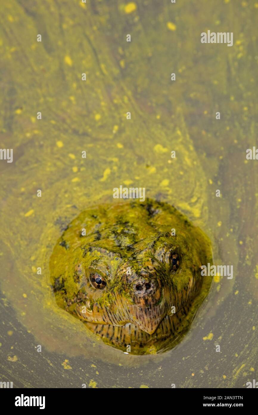 snapping turtle, Chelydra serpentina, and algal bloom,Cyanobacteria, "blue-green algae ...