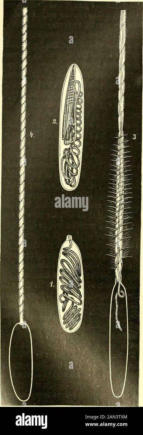 The royal natural history . ground.Before taking the principal ...