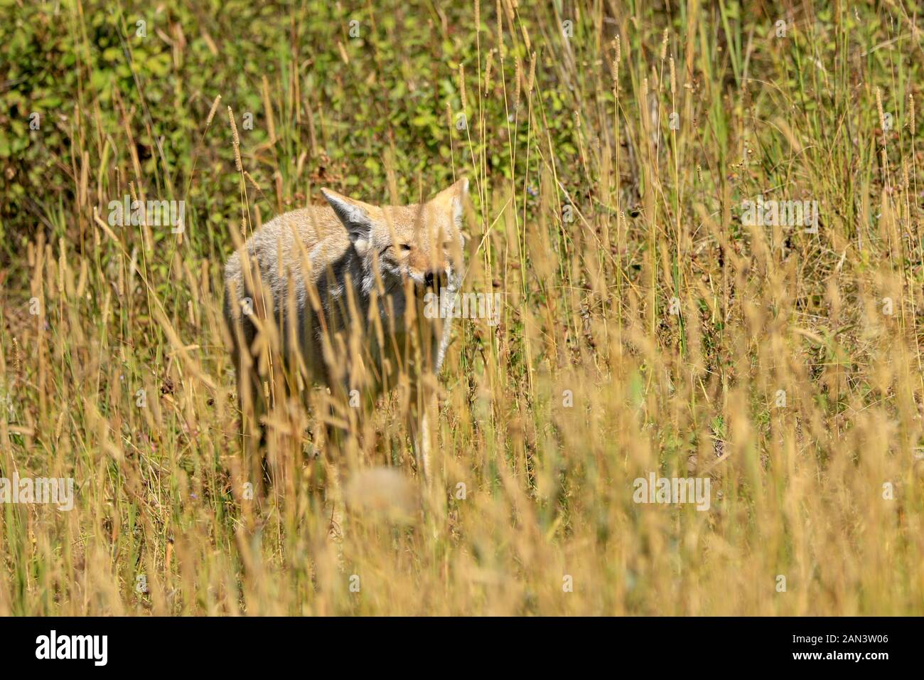 Coyote hiding in tall grass Stock Photo - Alamy