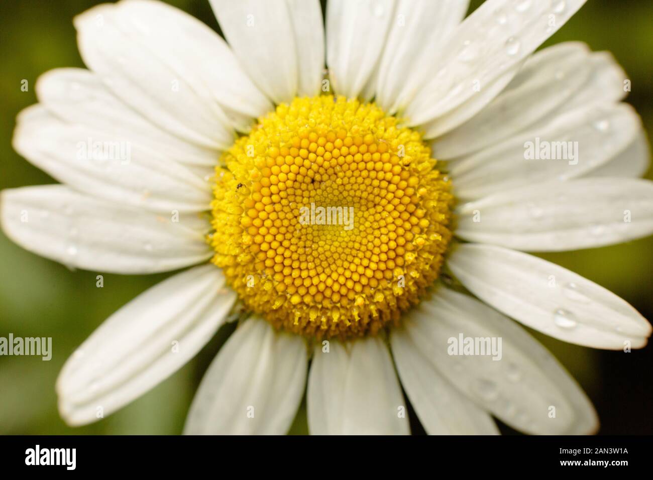 Spring chamomile hi-res stock photography and images - Alamy