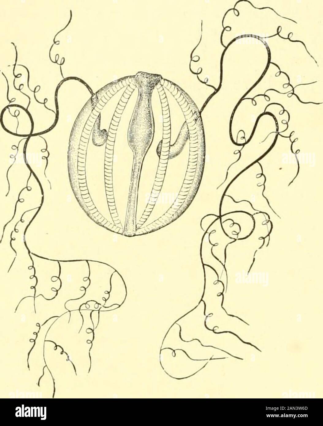 Stinging cells hi-res stock photography and images - Alamy