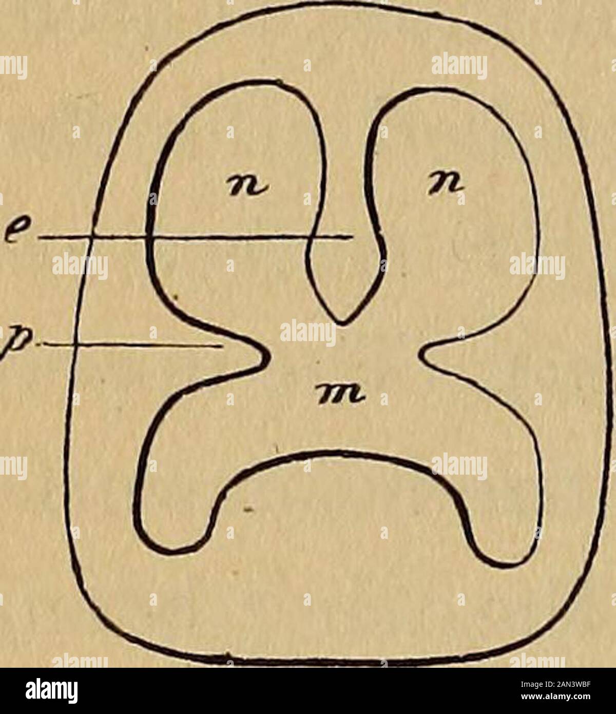 The evolution of man: a popular exposition of the principal points of ...