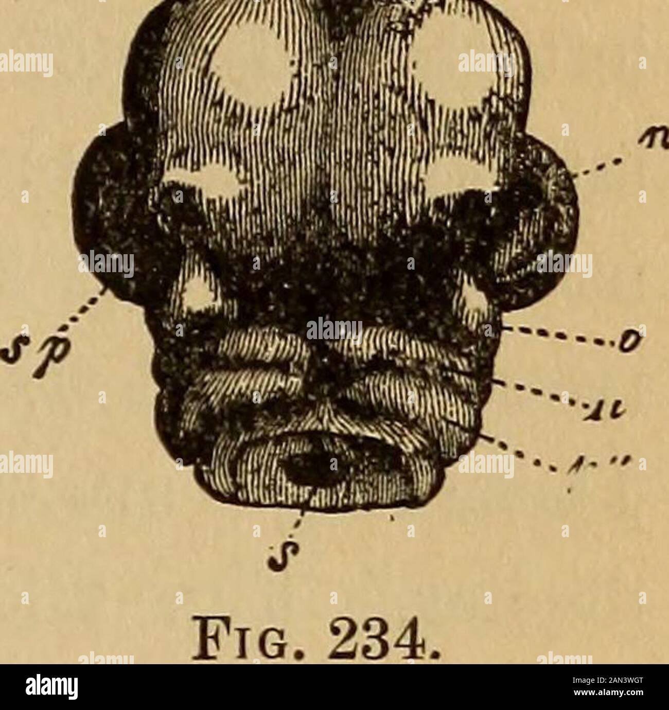 The evolution of man: a popular exposition of the principal points of ...