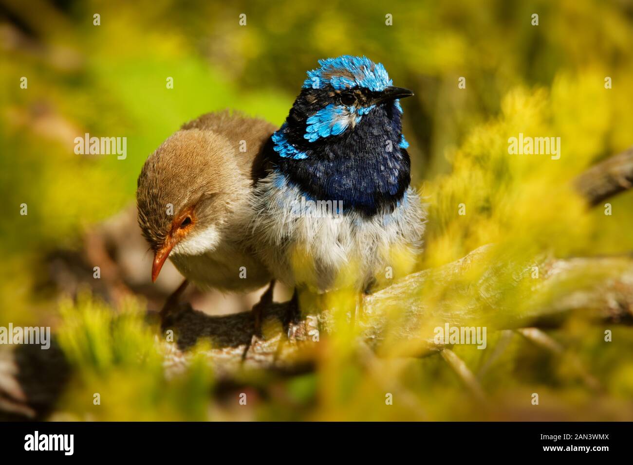 Superb Fairywren - Malurus cyaneus - passerine bird in the Australasian ...